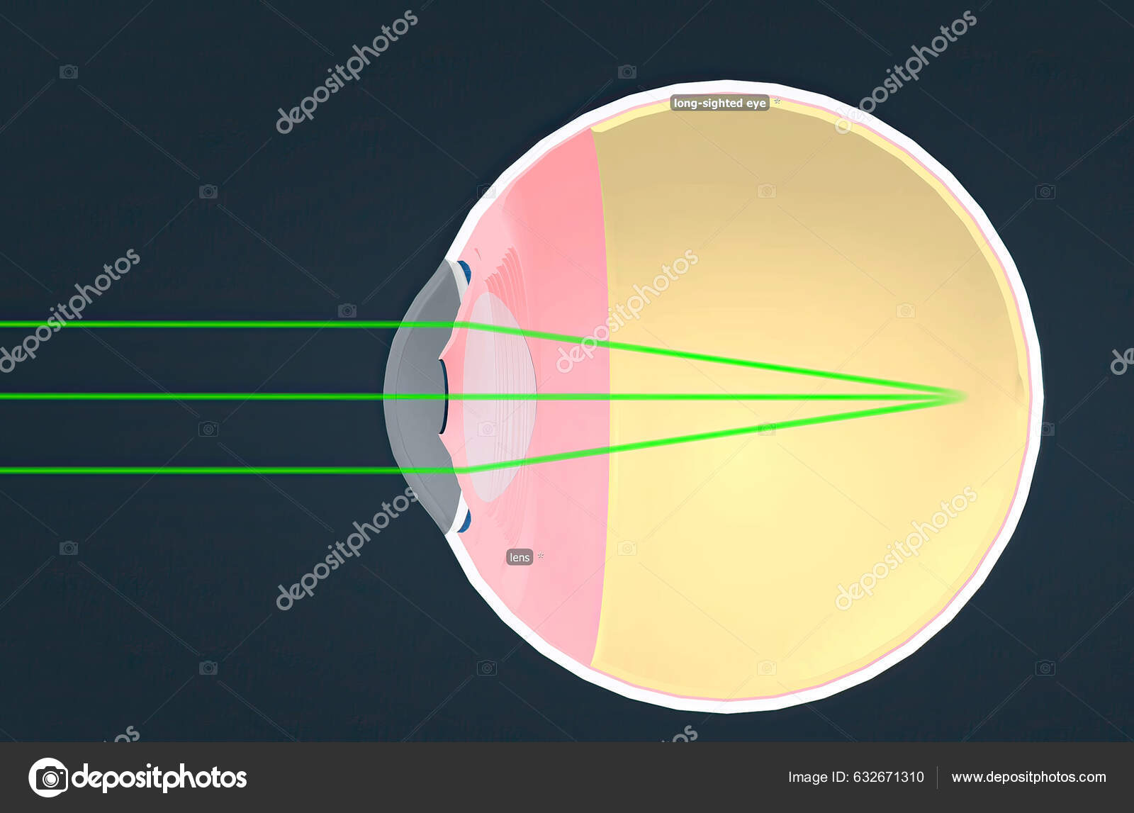 Structure Human Eye Anatomy Vision Illustration Stock Photo by ...