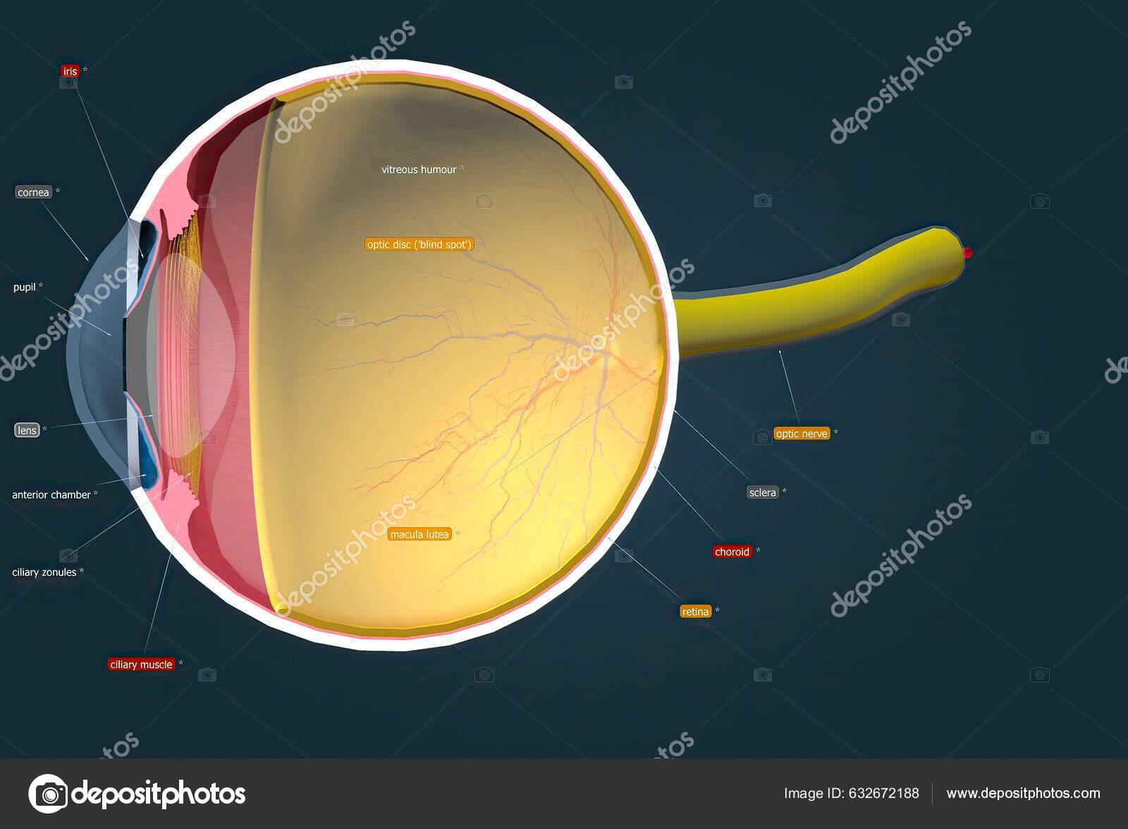 Structure Human Eye Anatomy Vision Illustration Stock Photo by ...