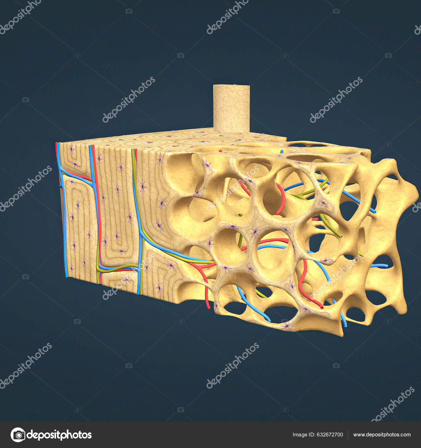 Long Bone Microscopic View Anatomy Illustration Stock Photo by ...