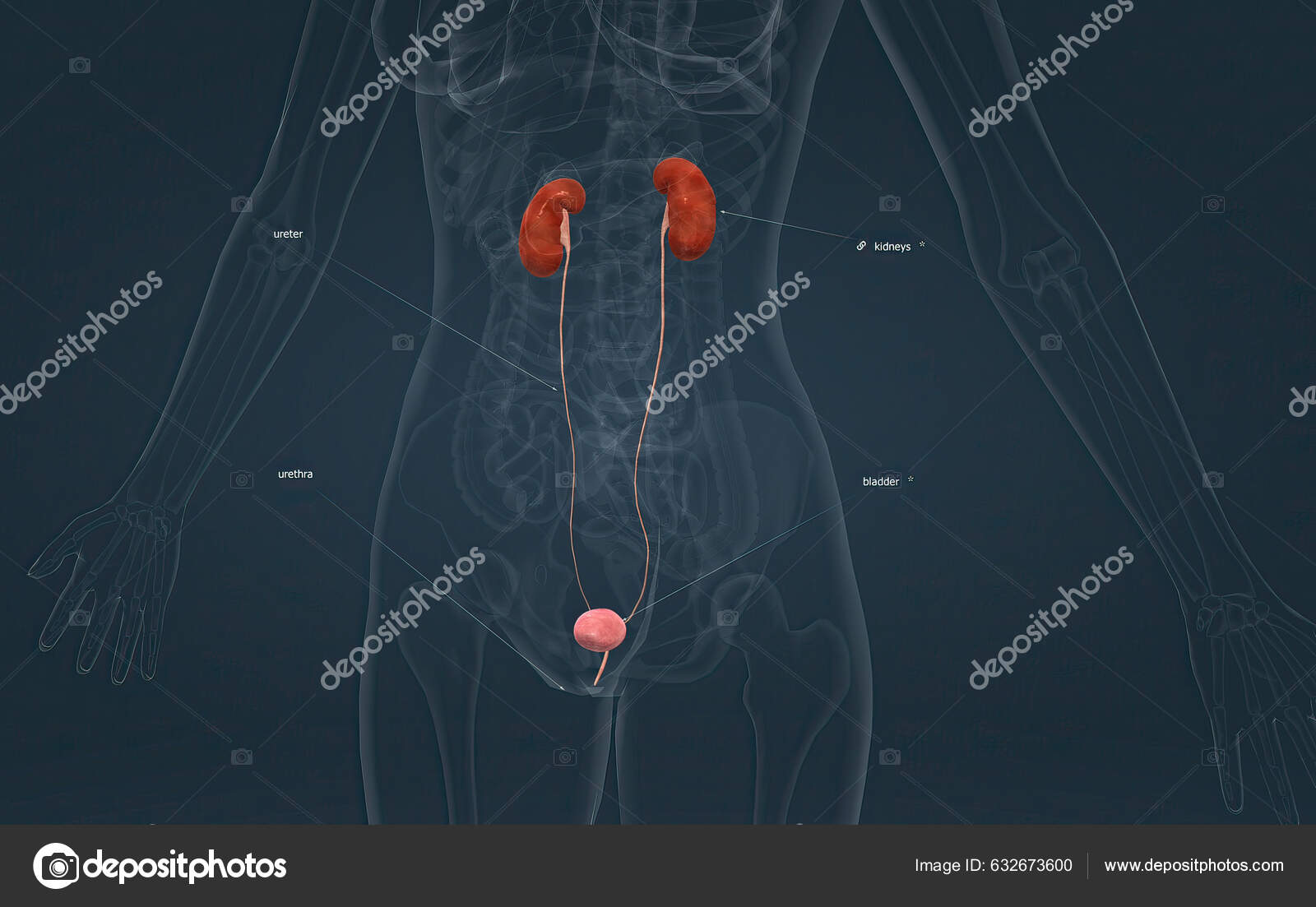 Excretory System Consists Organs Which Remove Metabolic Wastes Toxins ...
