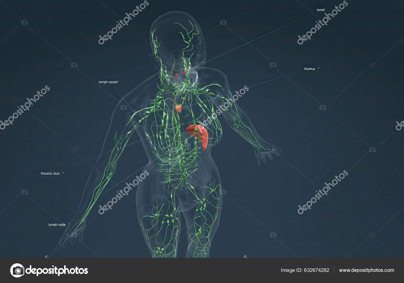Lymphatic System Network Tissues Vessels Organs Work Together Move ...
