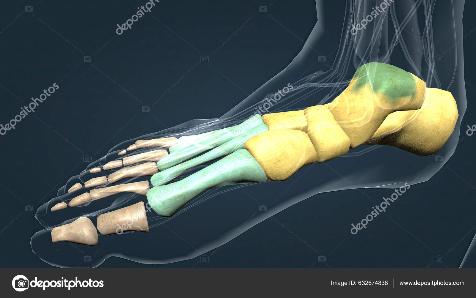 Anatomy Human Foot Metatarsal Bones Illustration Stock Photo by ...