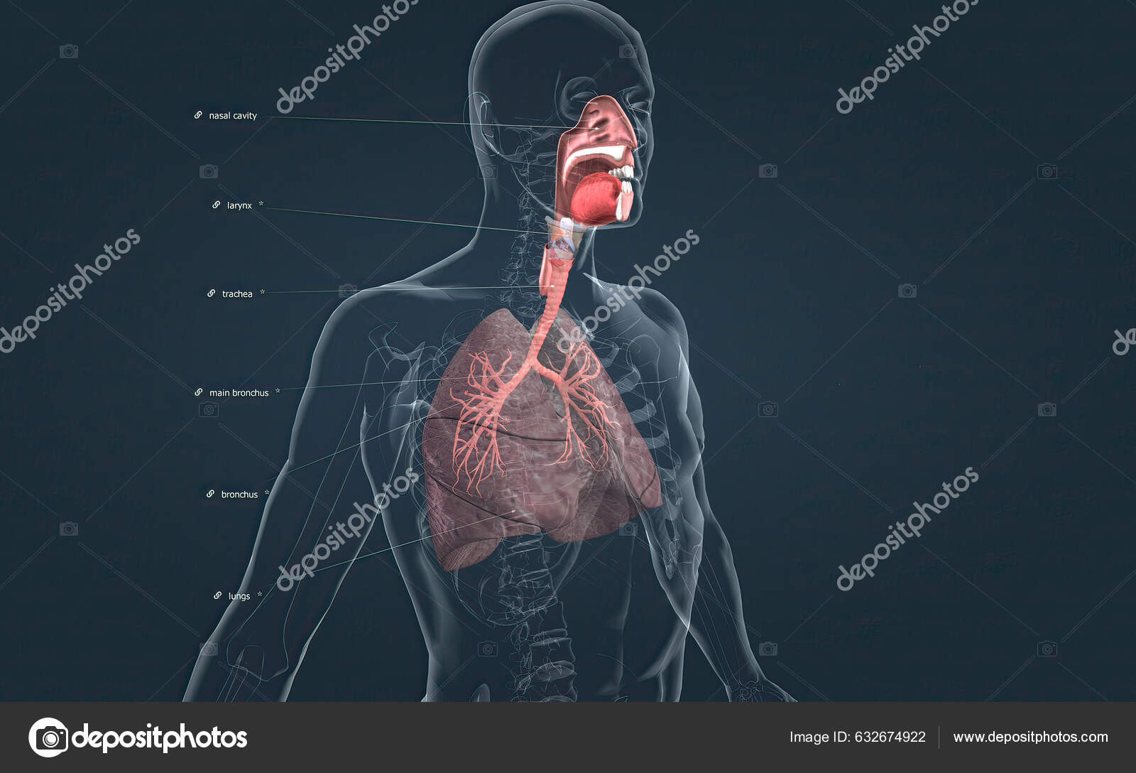 Respiratory System Network Organs Tissues Help You Breathe Includes ...