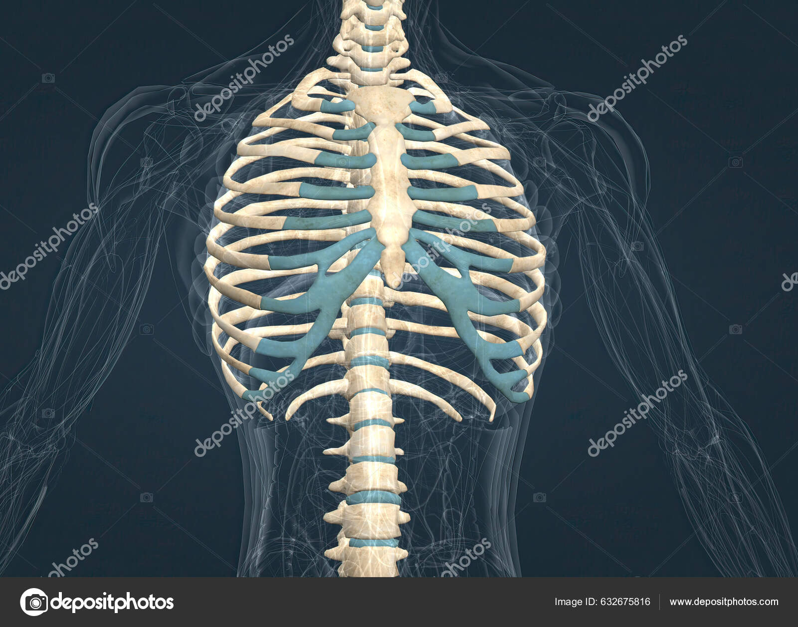 Los Huesos Caja Torácica Son Las Vértebras Torácicas Doce Pares ...