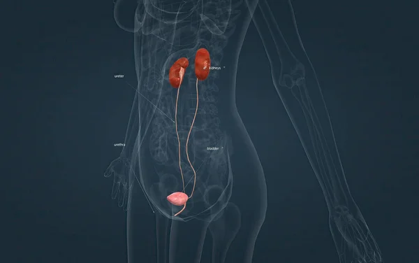 Excretory System Consists Organs Which Remove Metabolic Wastes Toxins ...