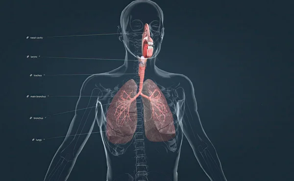 Respiratory System Network Organs Tissues Help You Breathe Includes ...