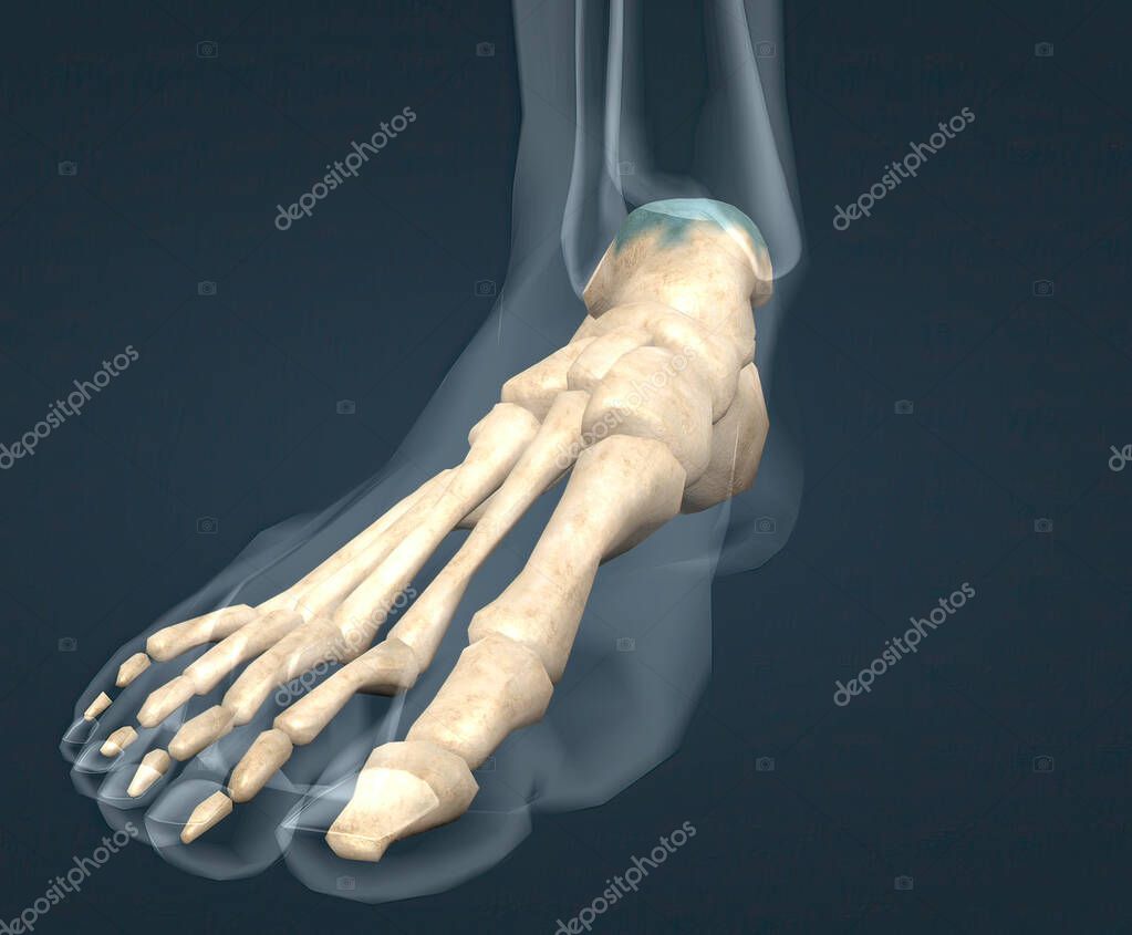 The foot is the terminal portion of the lower limb, whose primary ...