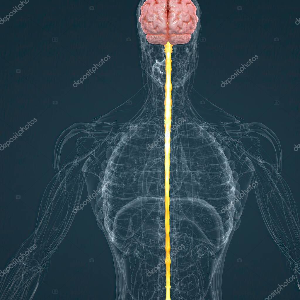 Sistema Nervioso Central. Cerebro y médula espinal. Ilustración 3D 2023