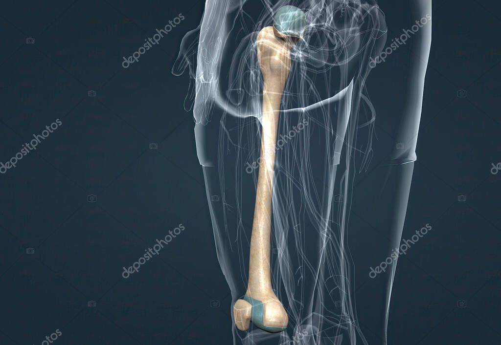 The patella, also known as the kneecap, is a flat, rounded triangular ...