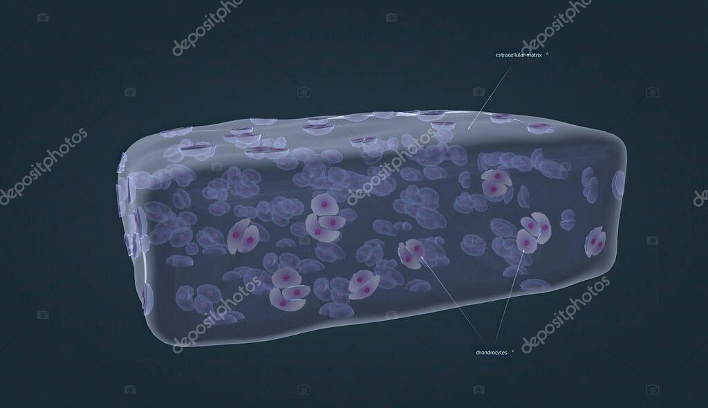 Los condrocitos son las células responsables de la formación de ...