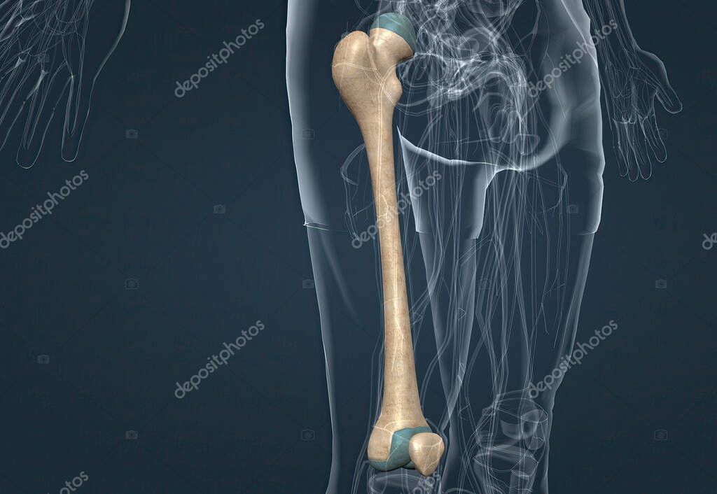 The patella, also known as the kneecap, is a flat, rounded triangular ...