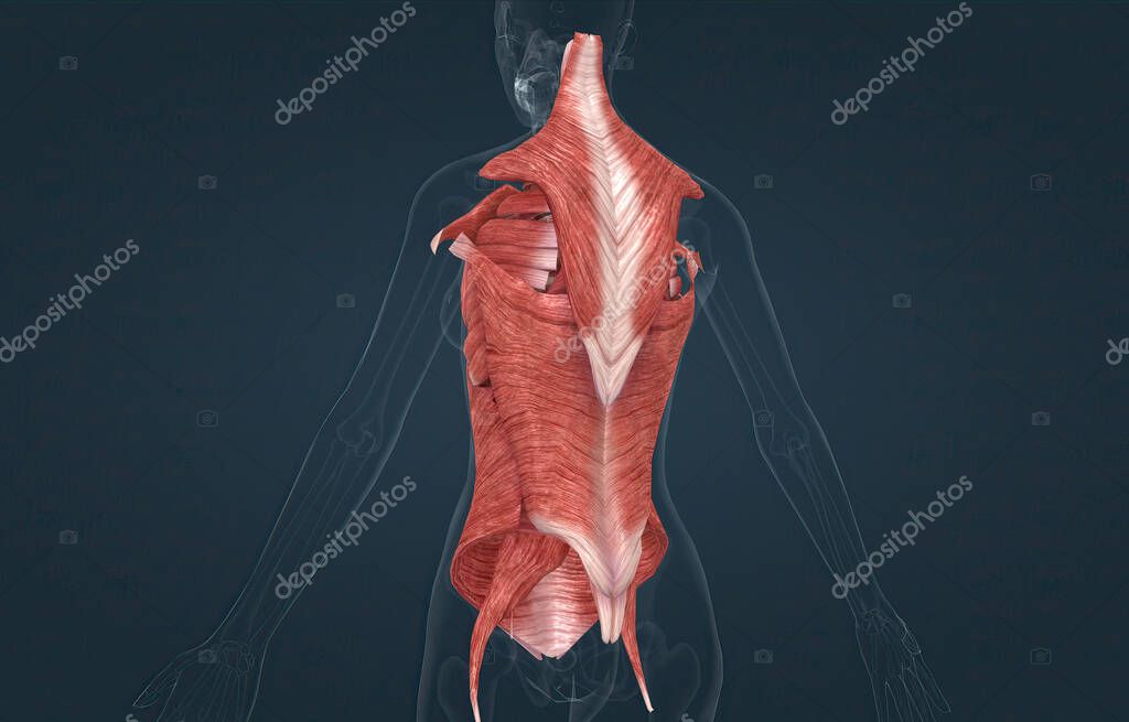 The muscles of the trunk include those that move the vertebral column ...
