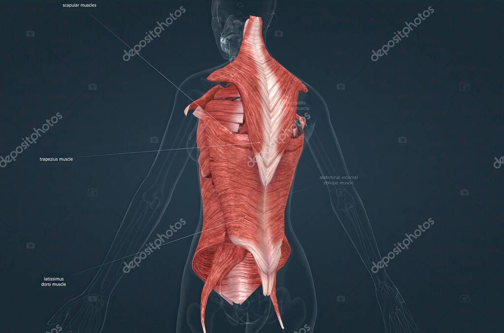 The muscles of the trunk include those that move the vertebral column ...