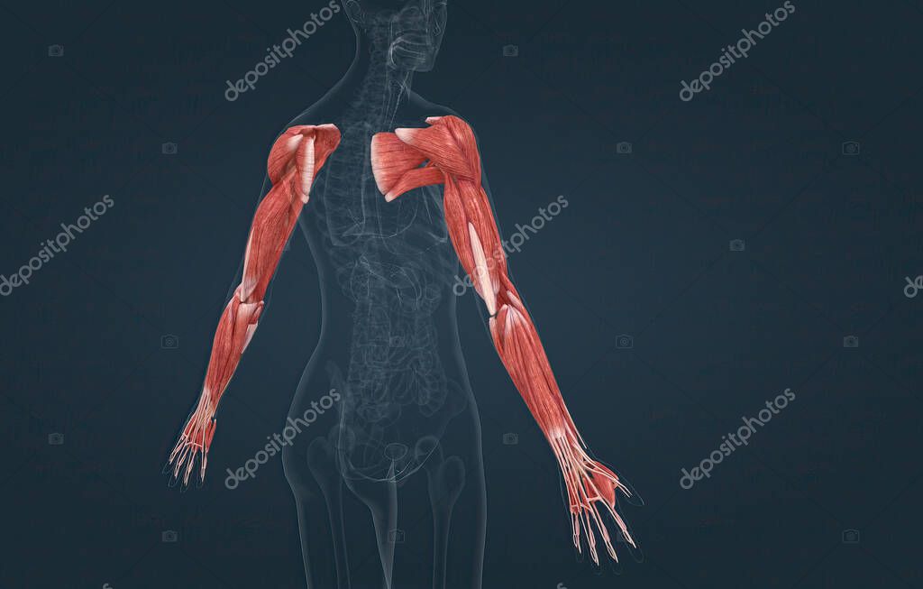 The muscles that move the forearm are located along the humerus, which ...