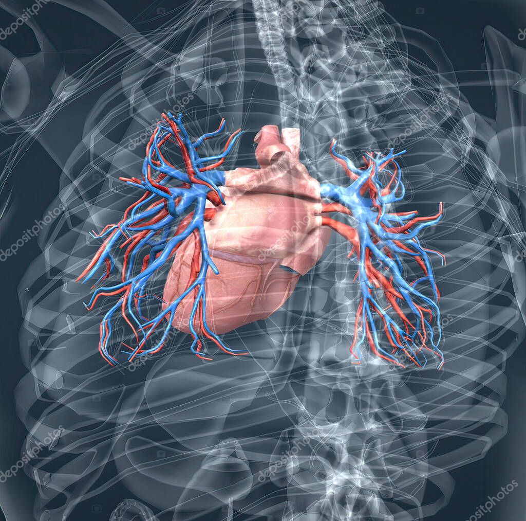 Los vasos sanguíneos de circulación pulmonar son las arterias ...