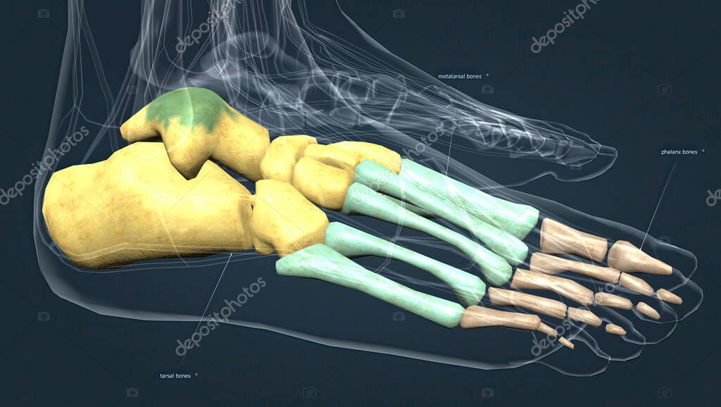 Anatomía del pie humano, huesos metatarsianos ilustración 3d 2023
