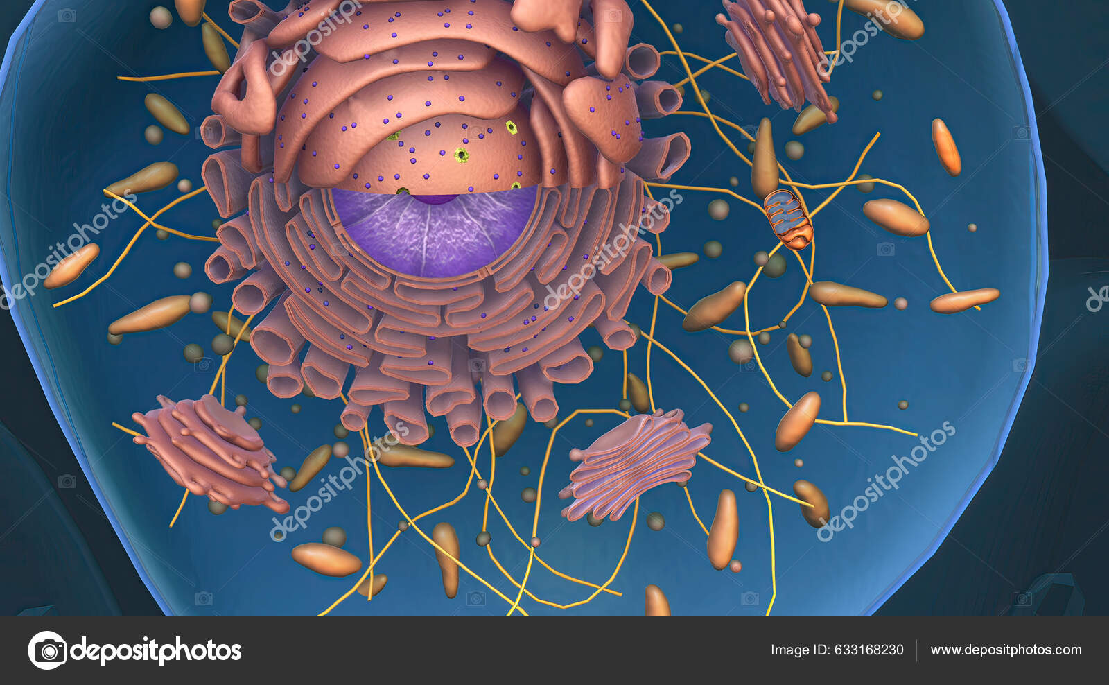 Cell Structure Functions Cell Organelles Illustration Stock Photo by ...