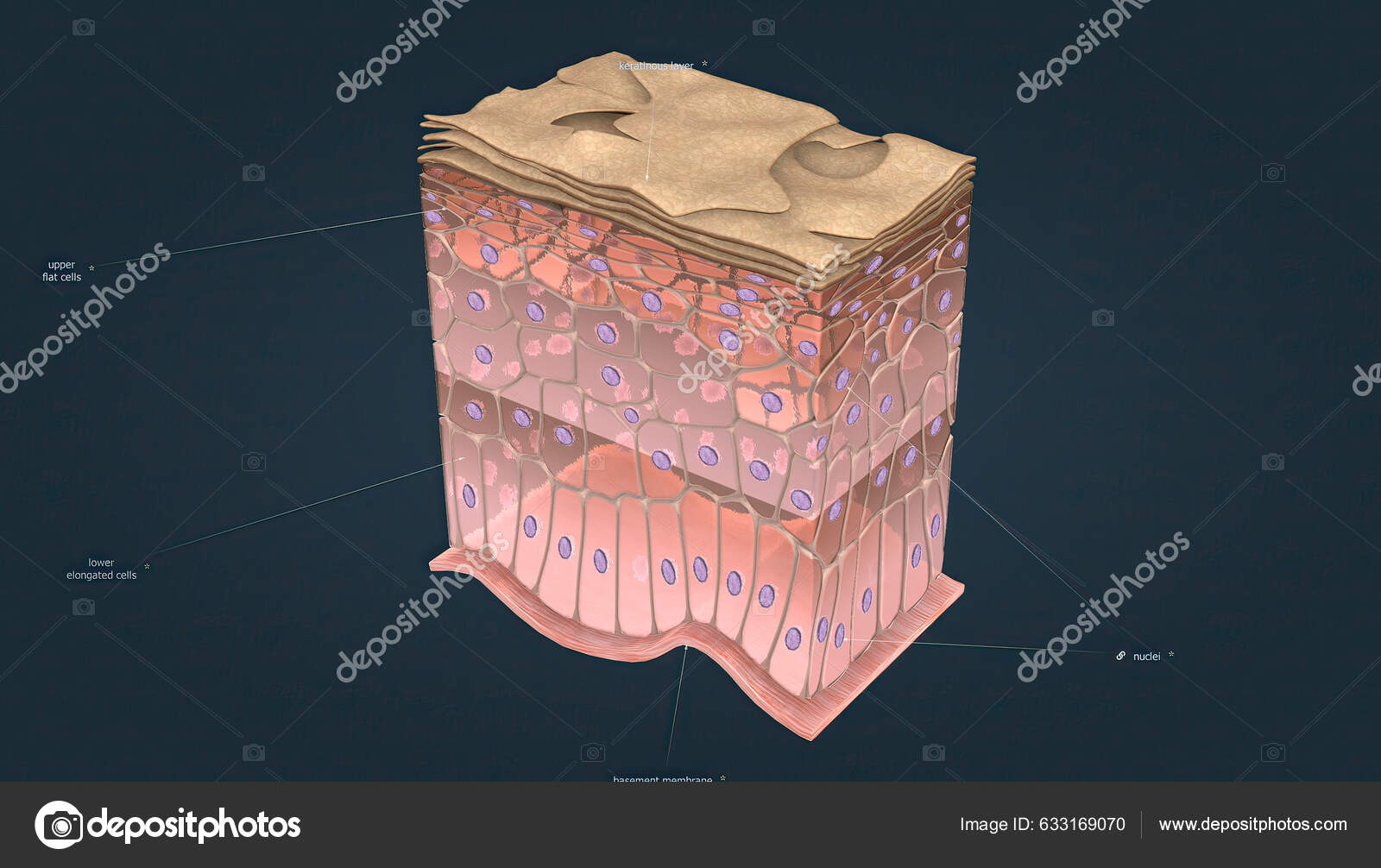 Called Keratinocytes Which Superficial Layer Cells Keratinized Type ...