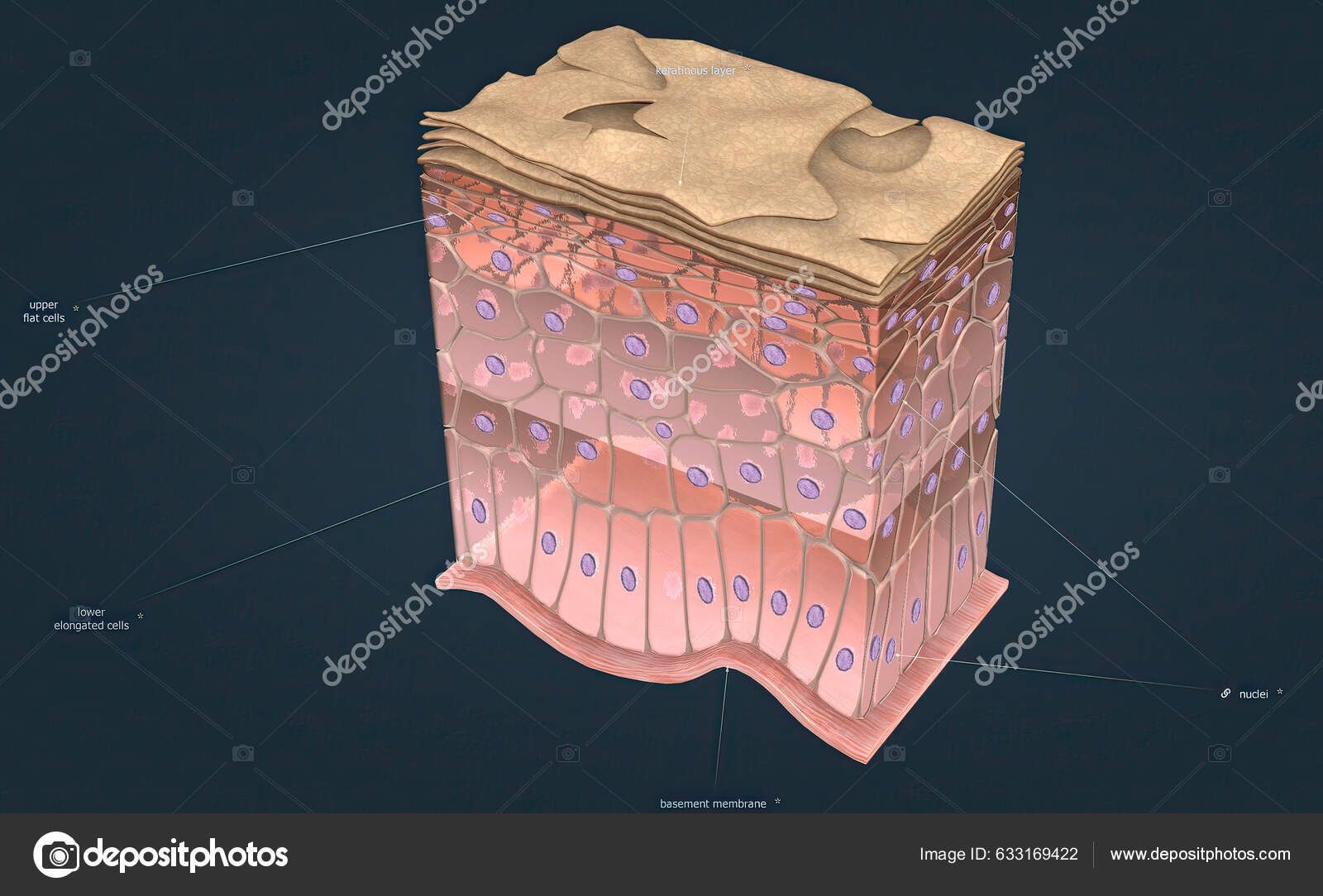Queratinócitos Chamados Nos Quais Camada Superficial Das Células ...