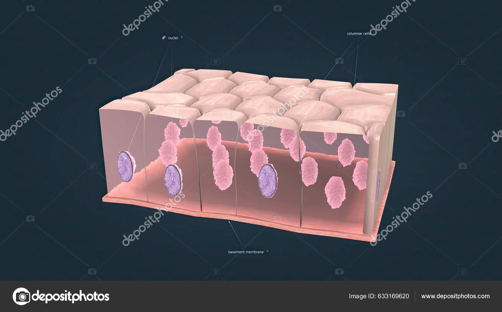 Simple Columnar Epithelium Single Layer Columnar Epithelial Cells Which ...