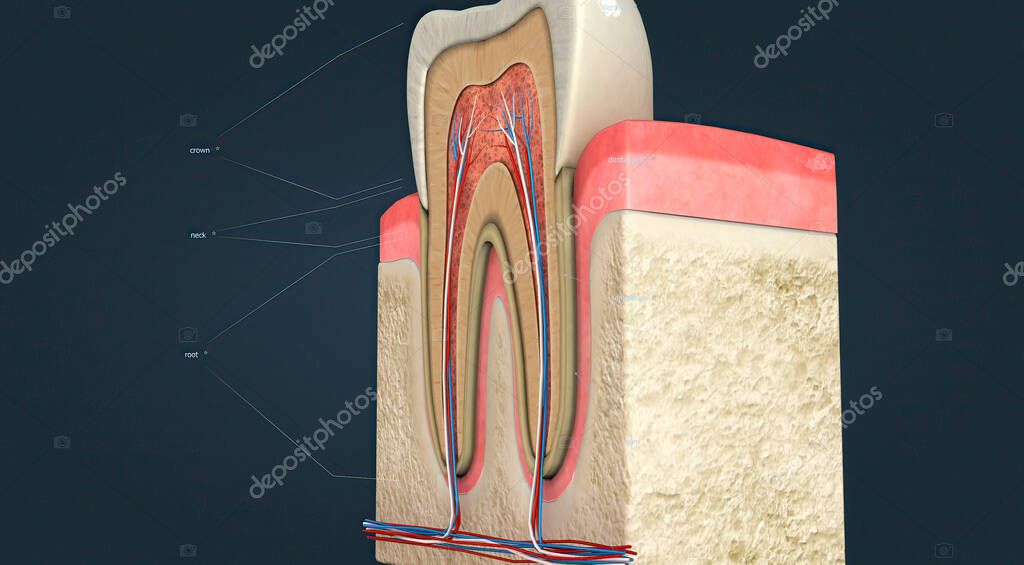 Anatomía del diente y las encías y las estructuras de soporte que ...