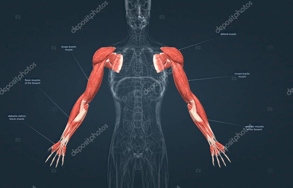 The muscles that move the forearm are located along the humerus, which ...