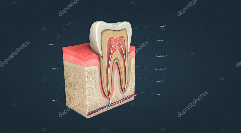Anatomía del diente y las encías y las estructuras de soporte que ...