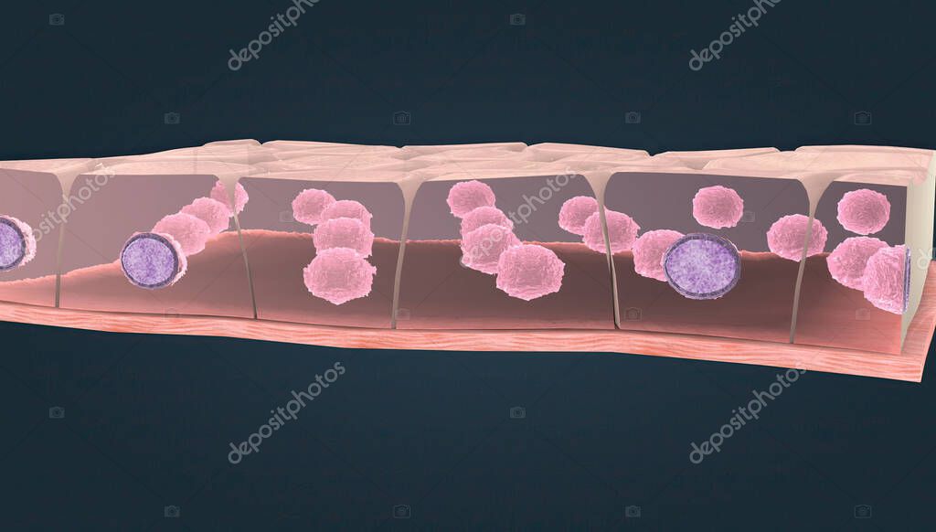 Simple cuboidal epithelium consists of one layer of cells whose height ...
