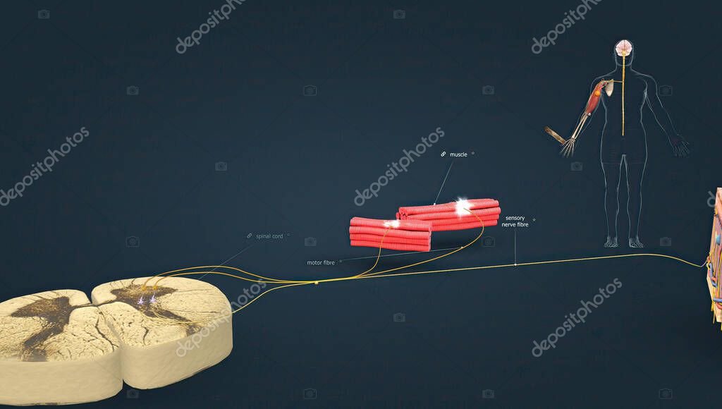 Sensory nerve fibers innervate muscles and tendons, ligaments, joint ...