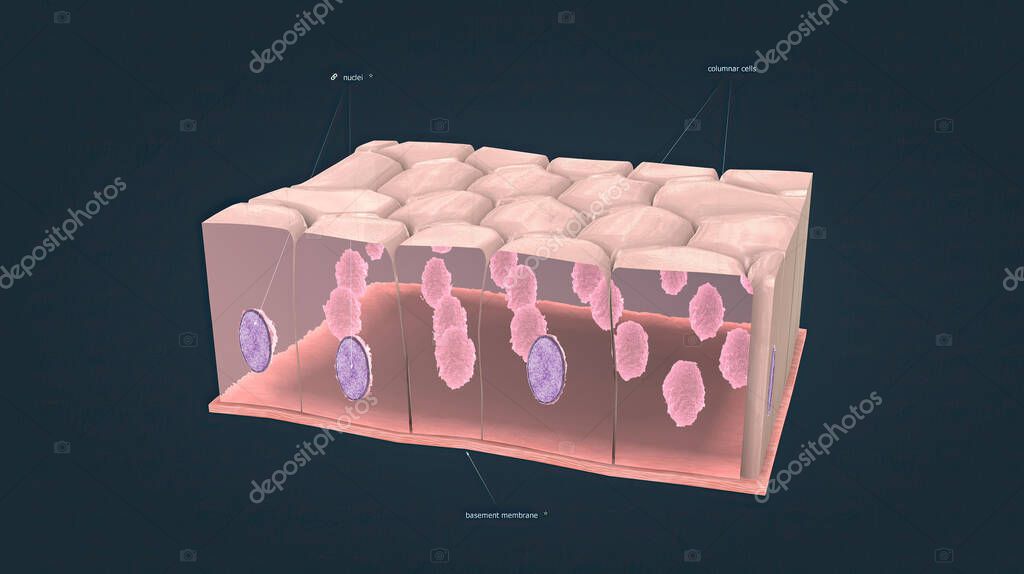 Simple columnar epithelium is a single layer of columnar epithelial ...