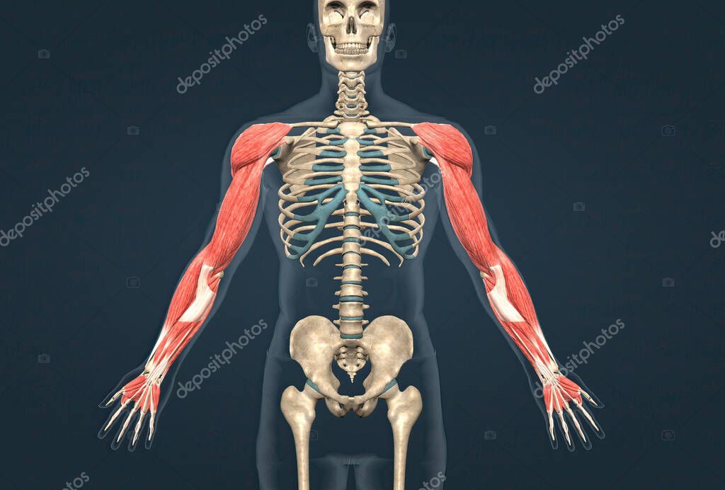 The muscles that move the forearm are located along the humerus, which ...