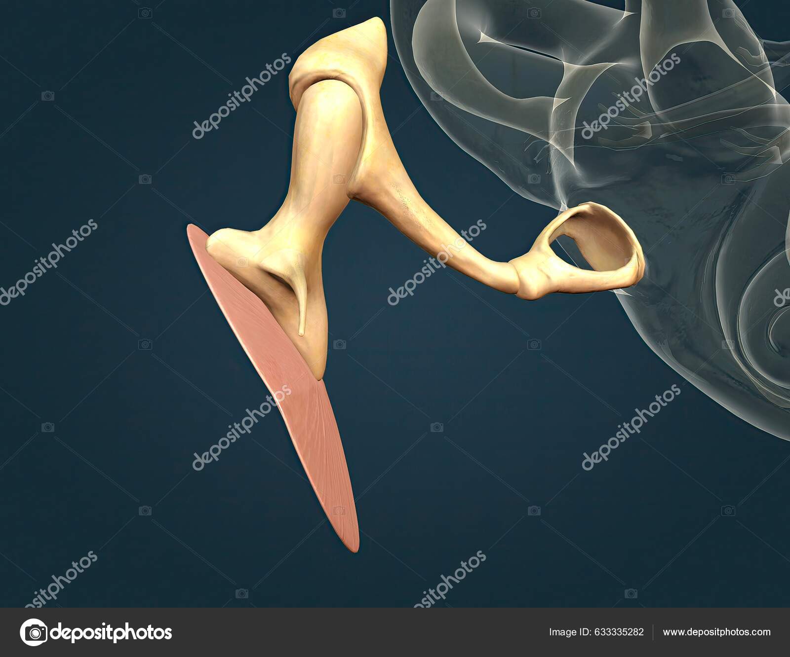 Ear Bone Also Called Auditory Oscillum Any Three Small Bones Stock ...