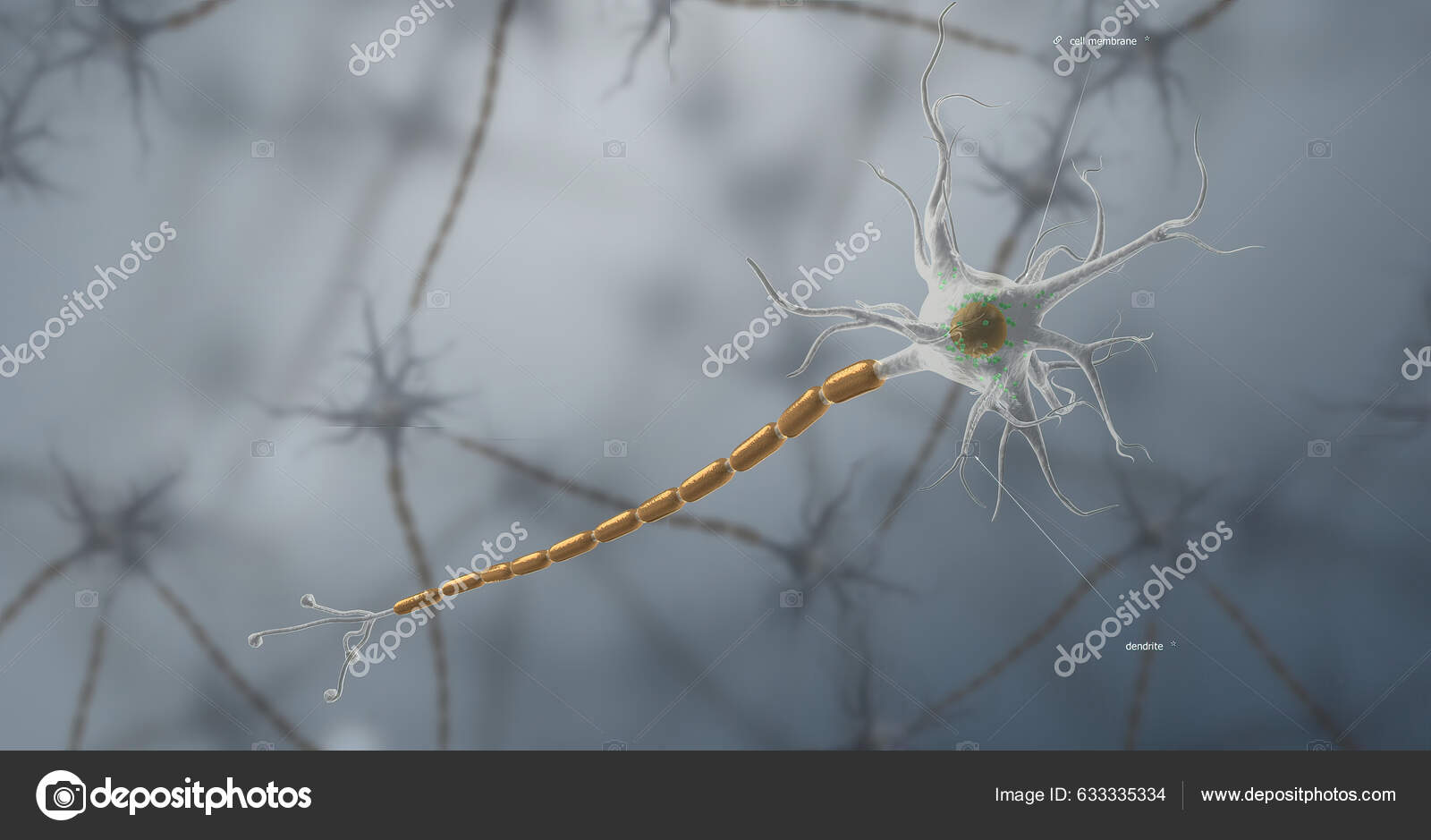 Typical Neuron Consists Cell Body Dendrites Single Axon Illustration ...