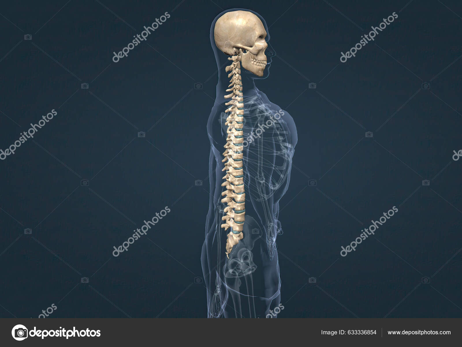 Human Spine Has Natural Curves Work Together Person Can Stand Stock ...