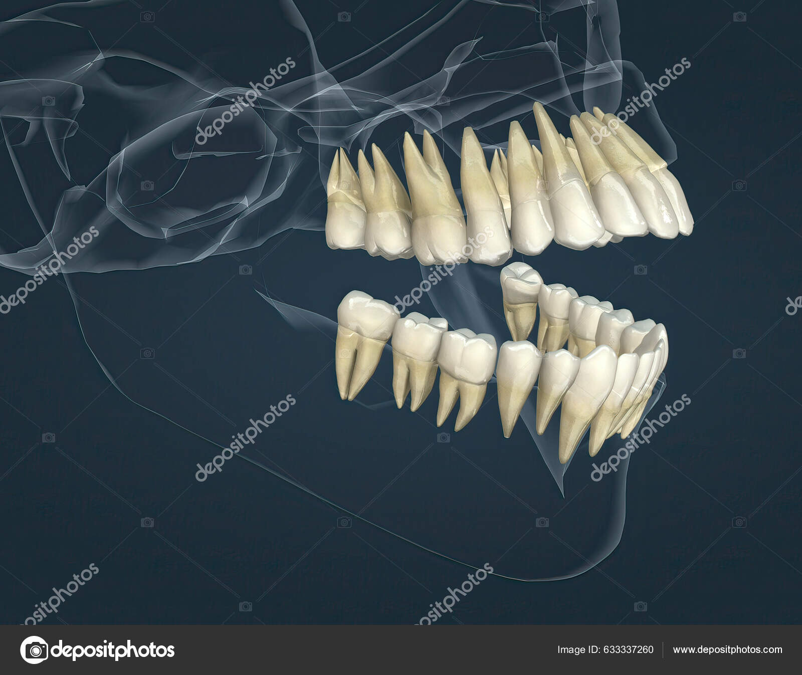 Full Anatomy Upper Lower Teeth Illustration Stock Photo by ©soundpic ...