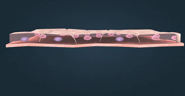 Simple Squamous Epithelium Type Epithelium Typically Lines Blood ...