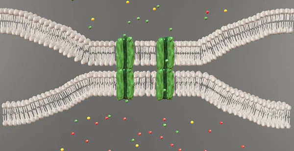 Excitatory synapse Stock Photos, Royalty Free Excitatory synapse Images ...