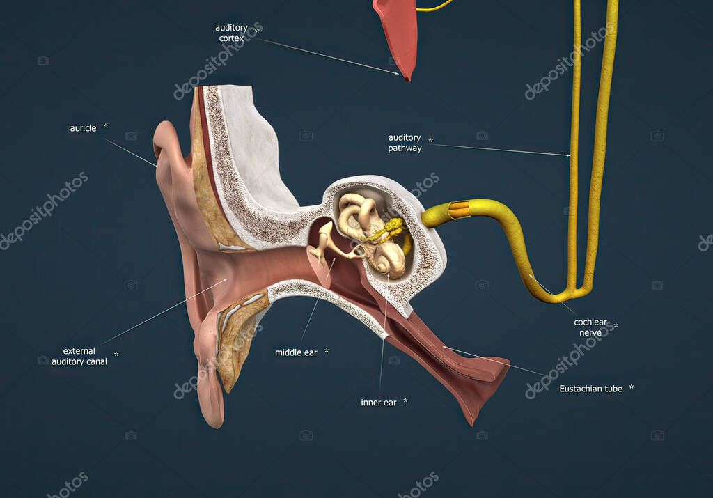 The Auditory Cortex Is The Sensory System For The Sense Of Hearing It Includes Both The Sensory