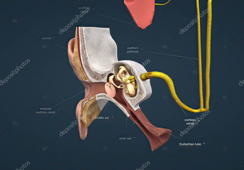 The auditory cortex is the sensory system for the sense of hearing. It ...