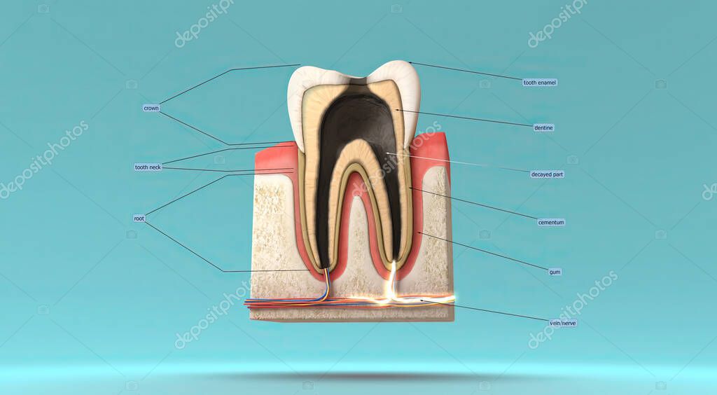 Anatomía del diente y las encías y las estructuras de soporte que ...