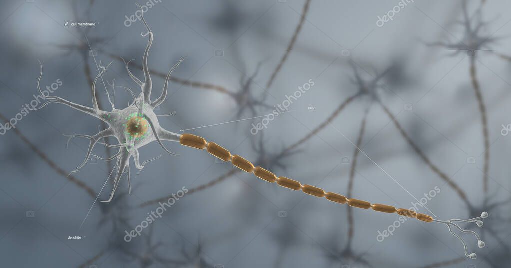 Una neurona típica consiste en un cuerpo celular, dendritas, y una sola ...