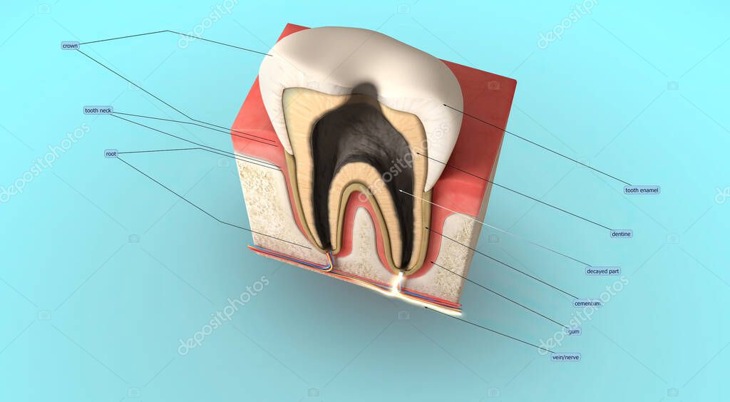 Anatomía del diente y las encías y las estructuras de soporte que ...