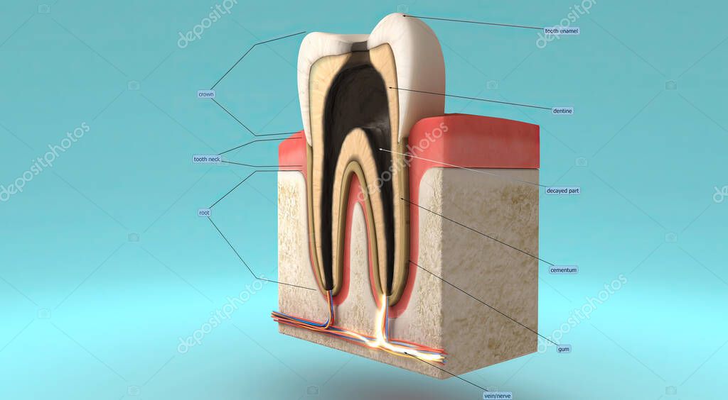 Anatomía del diente y las encías y las estructuras de soporte que ...