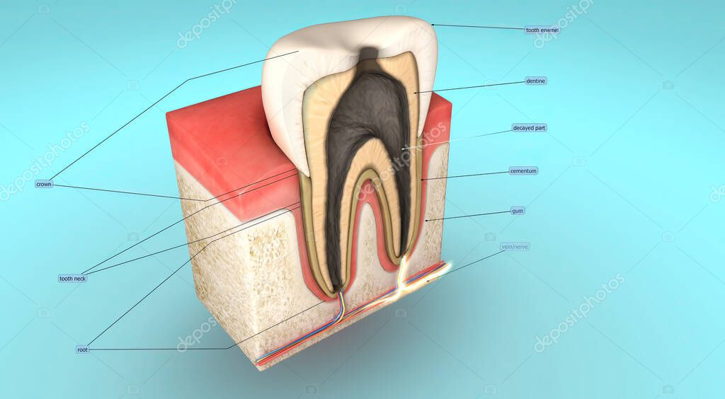 Anatomía del diente y las encías y las estructuras de soporte que ...