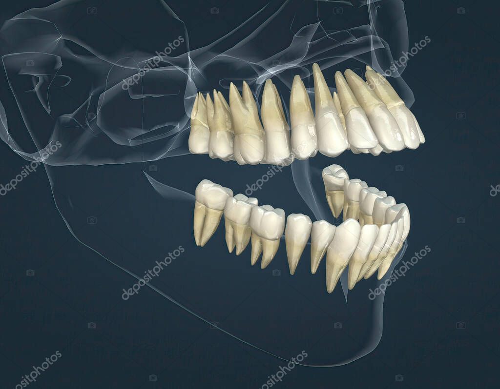 Anatomía completa dientes superiores e inferiores Ilustración 3D 2023
