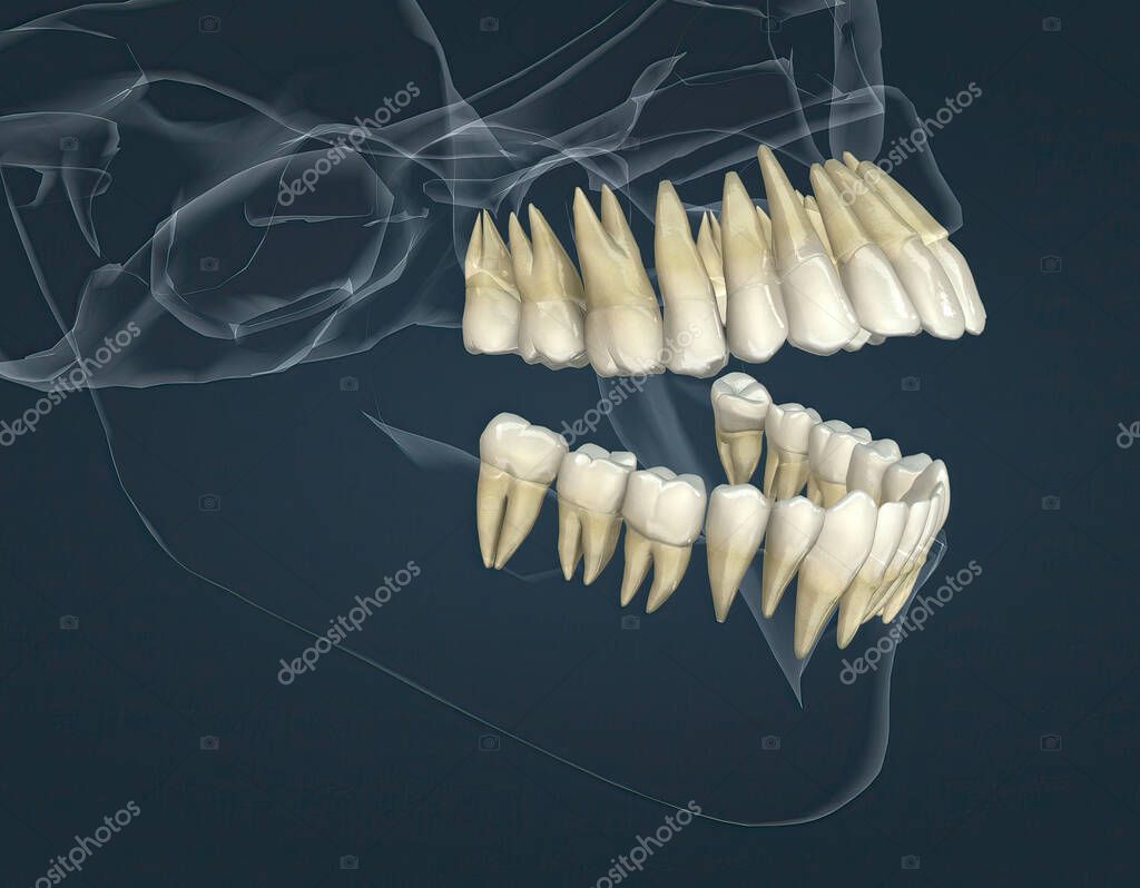 Anatomía completa dientes superiores e inferiores Ilustración 3D 2023