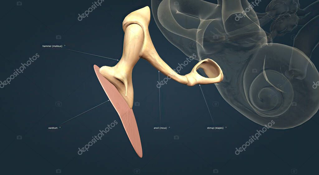 The ear bone, also called the Auditory Oscillum, is any of the three ...