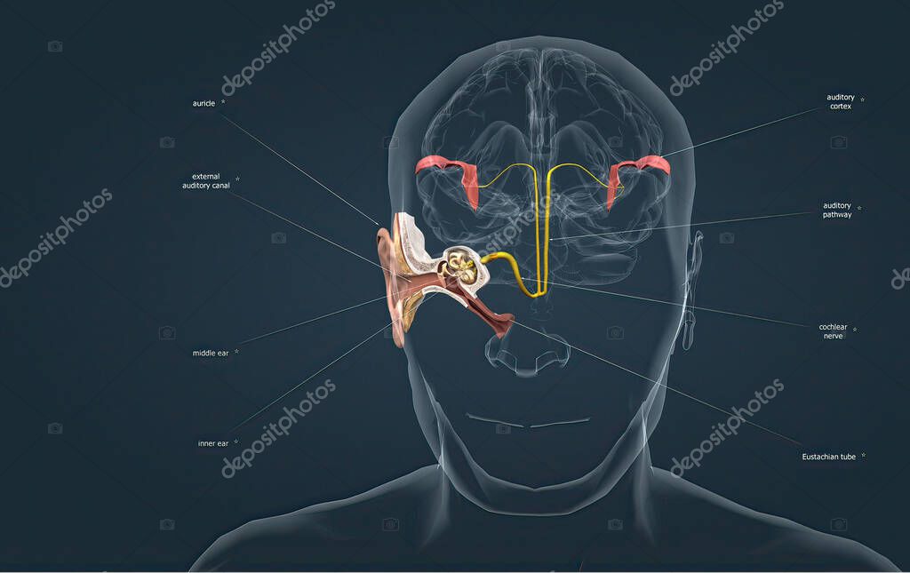 The auditory cortex is the sensory system for the sense of hearing. It ...