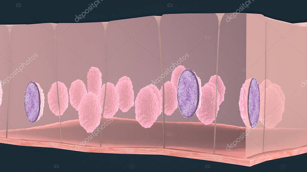 Simple columnar epithelium is a single layer of columnar epithelial ...