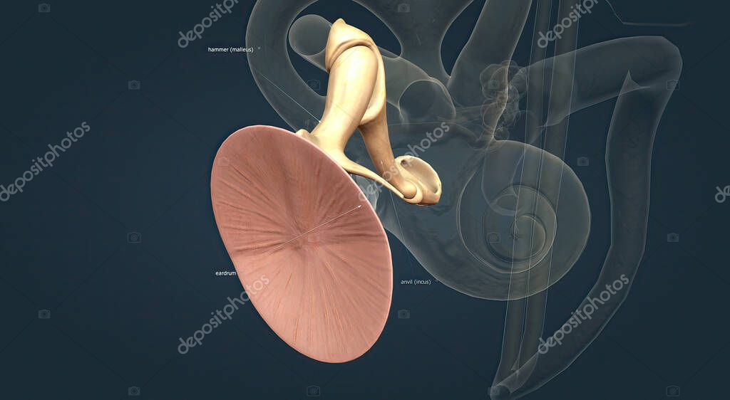 The ear bone, also called the Auditory Oscillum, is any of the three ...